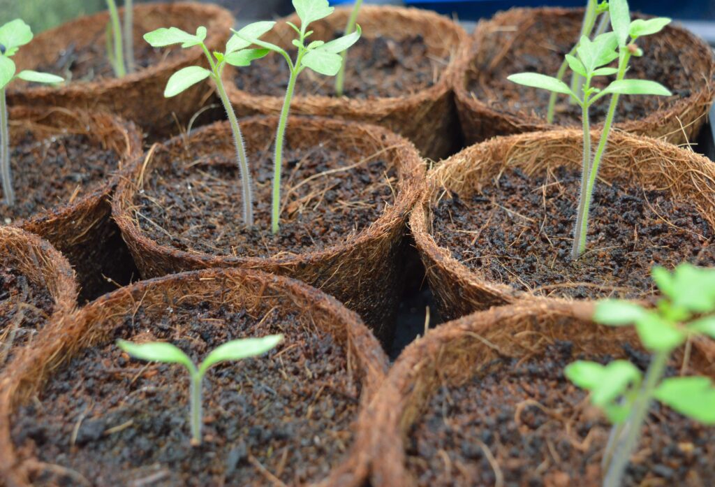 Coco Pots - Hayleys Fibre